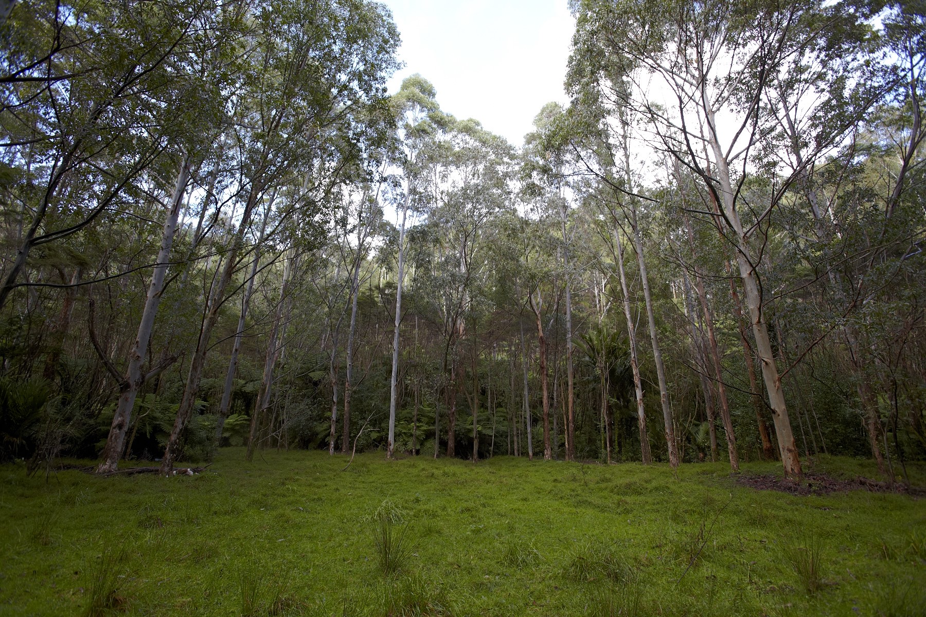 Locations Hub - Tahekeroa Forest