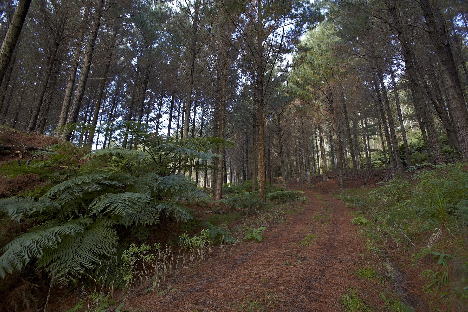 Locations Hub - Tahekeroa Forest