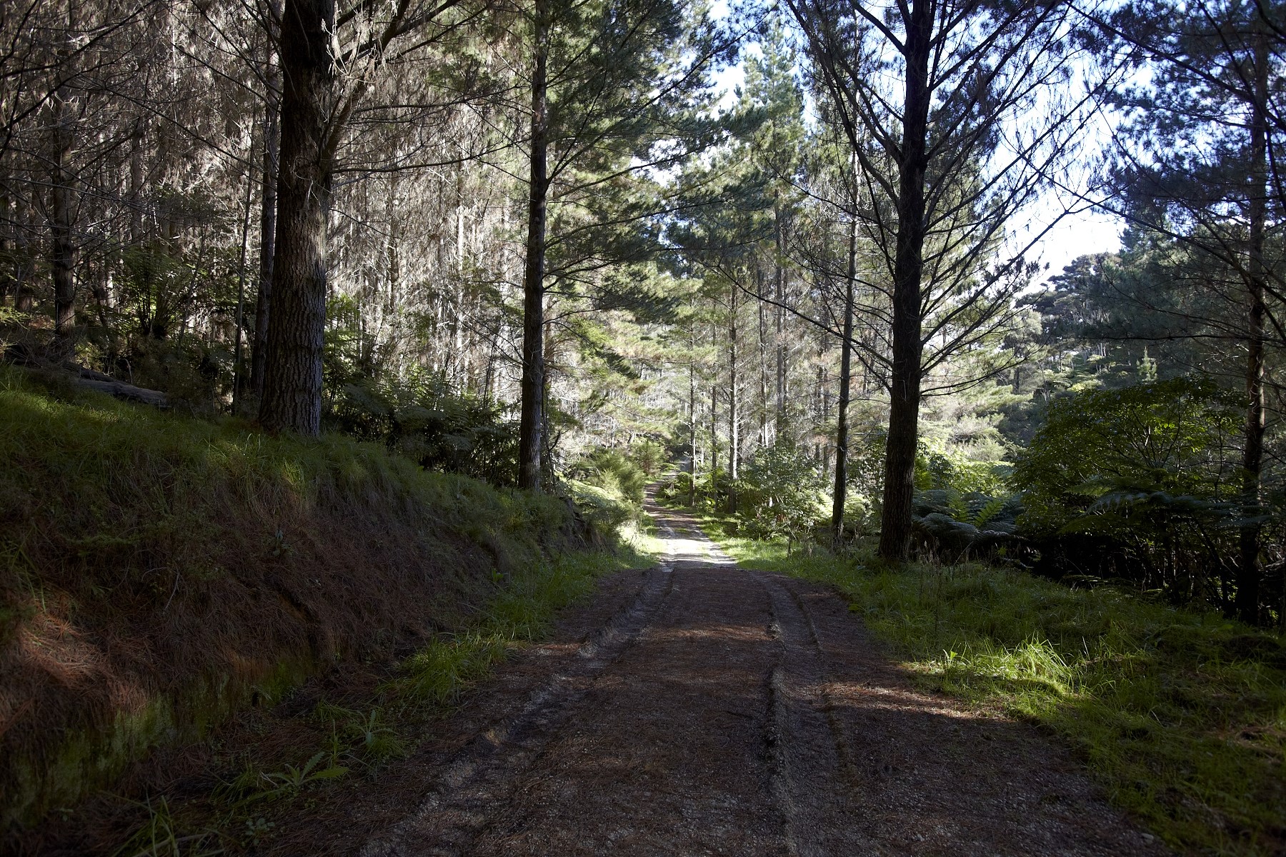 Locations Hub - Tahekeroa Forest