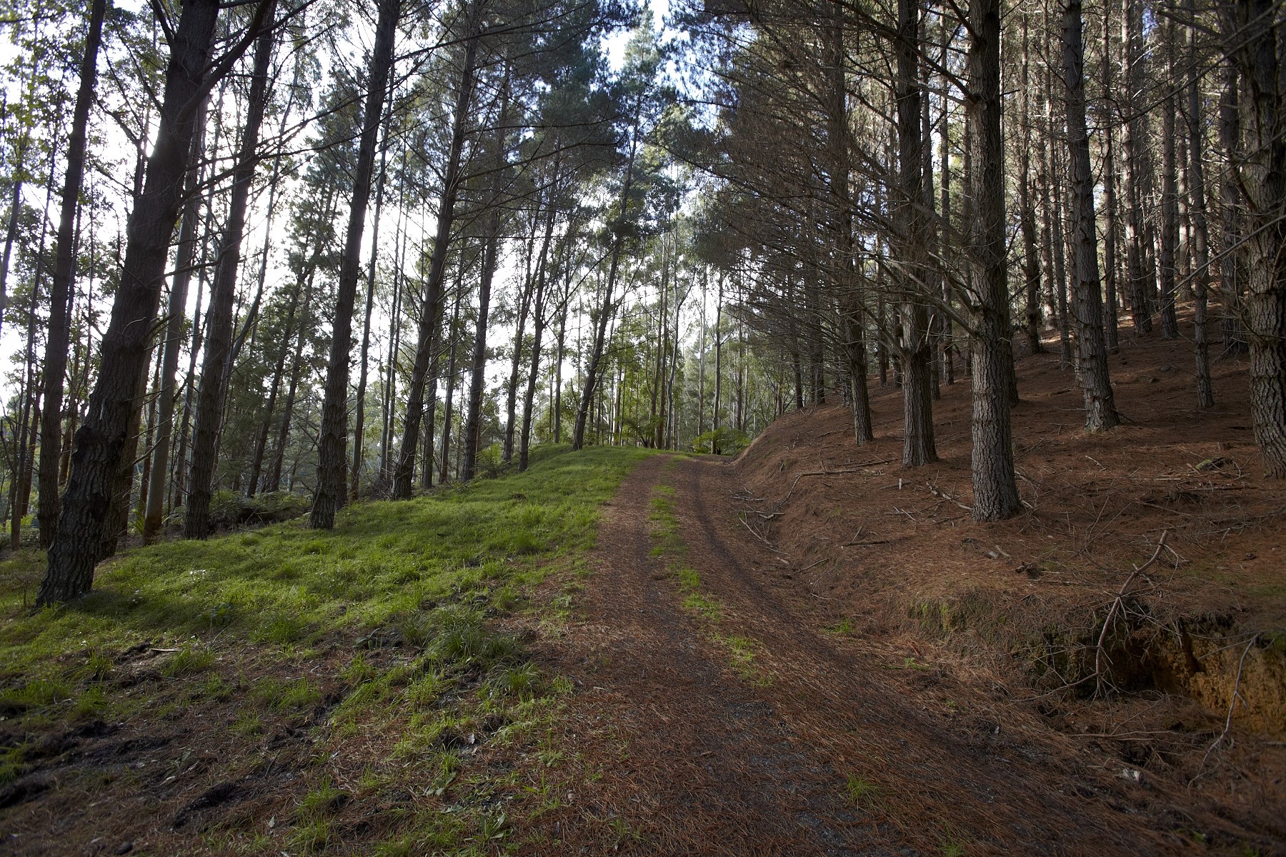 Locations Hub - Tahekeroa Forest