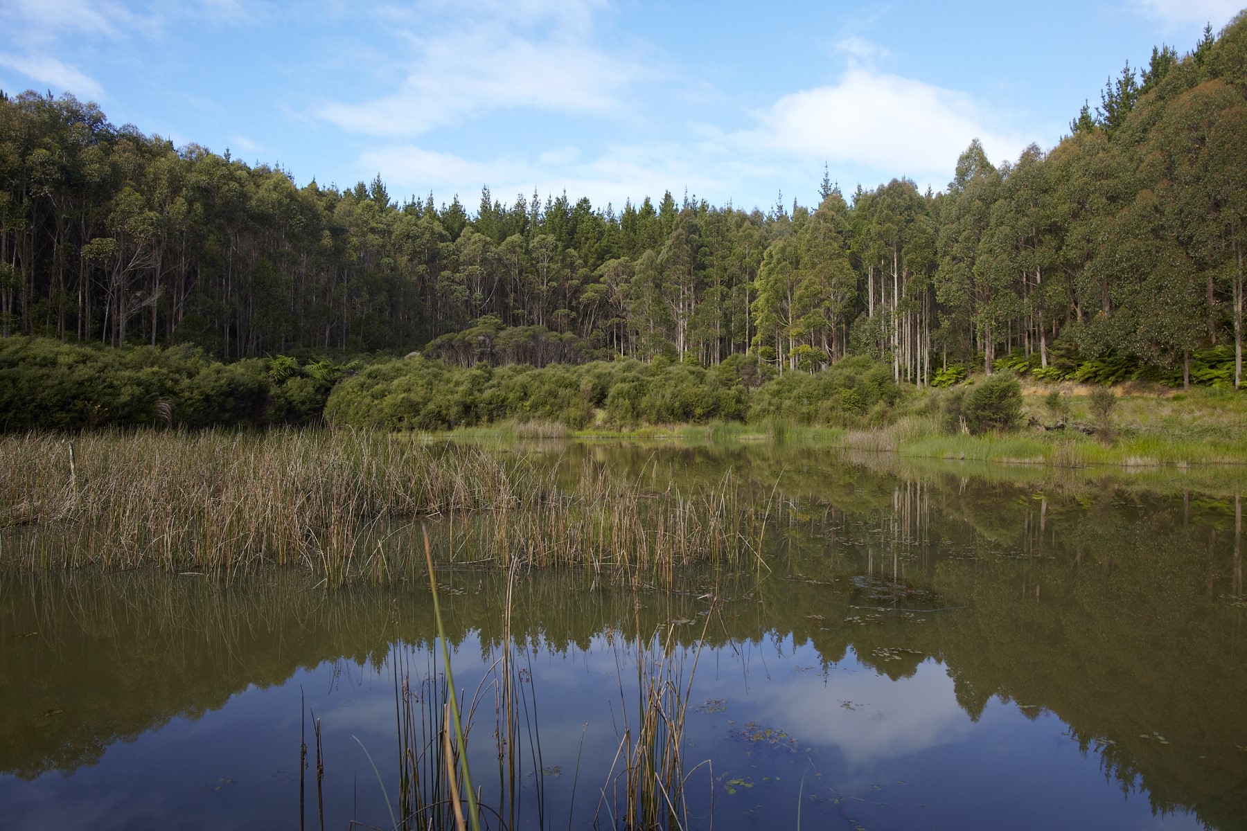 Locations Hub - Tahekeroa Forest