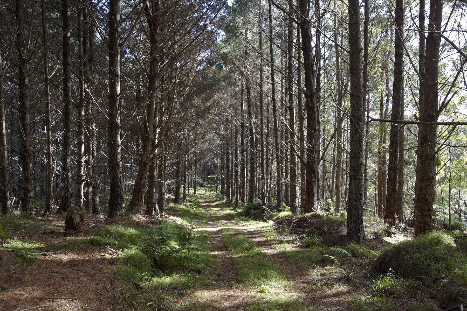 Locations Hub - Tahekeroa Forest