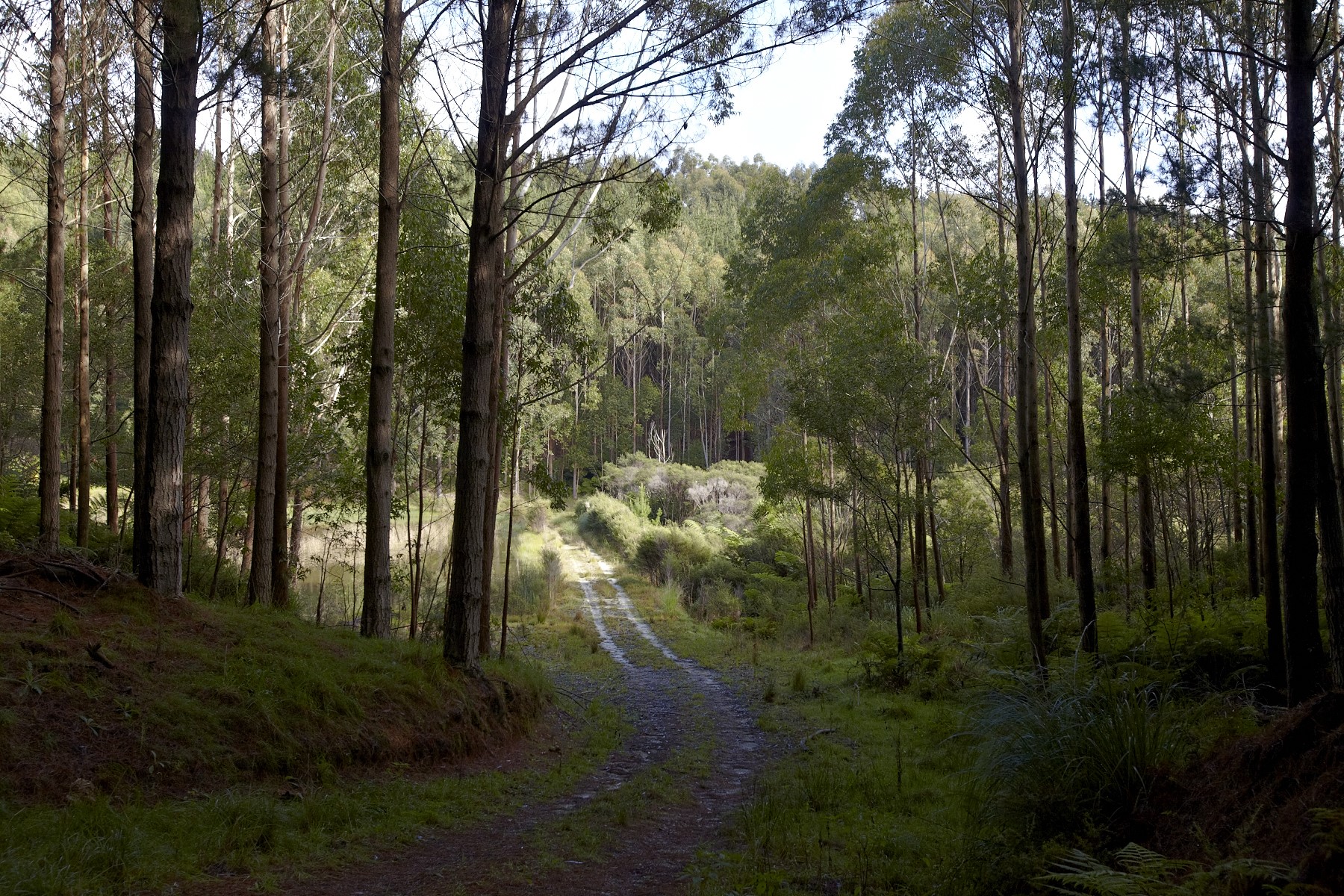 Locations Hub - Tahekeroa Forest