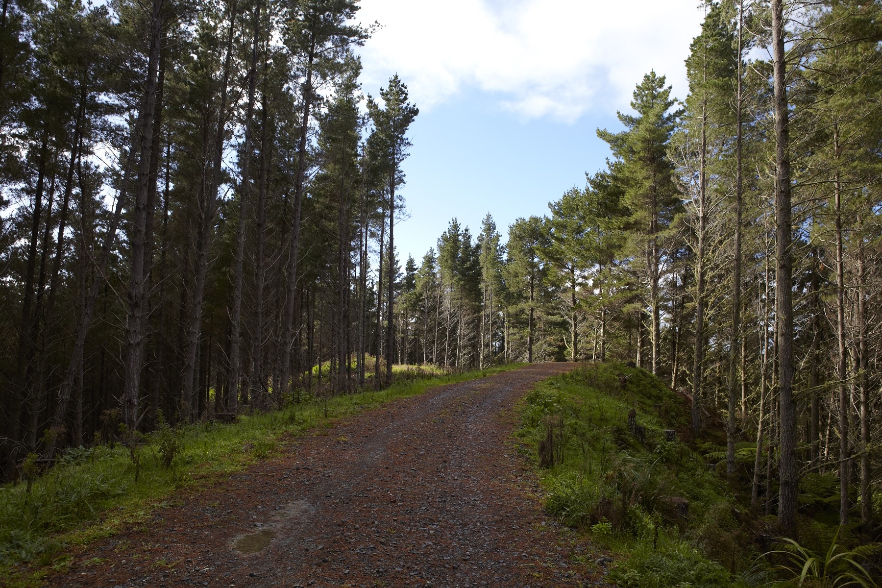 Locations Hub - Tahekeroa Forest