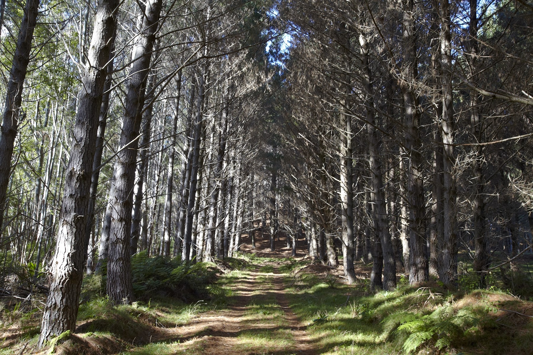 Locations Hub - Tahekeroa Forest
