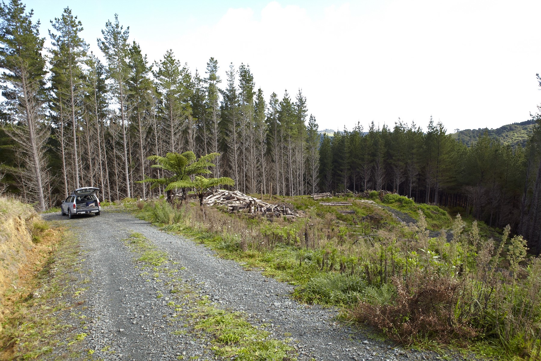 Locations Hub - Tahekeroa Forest