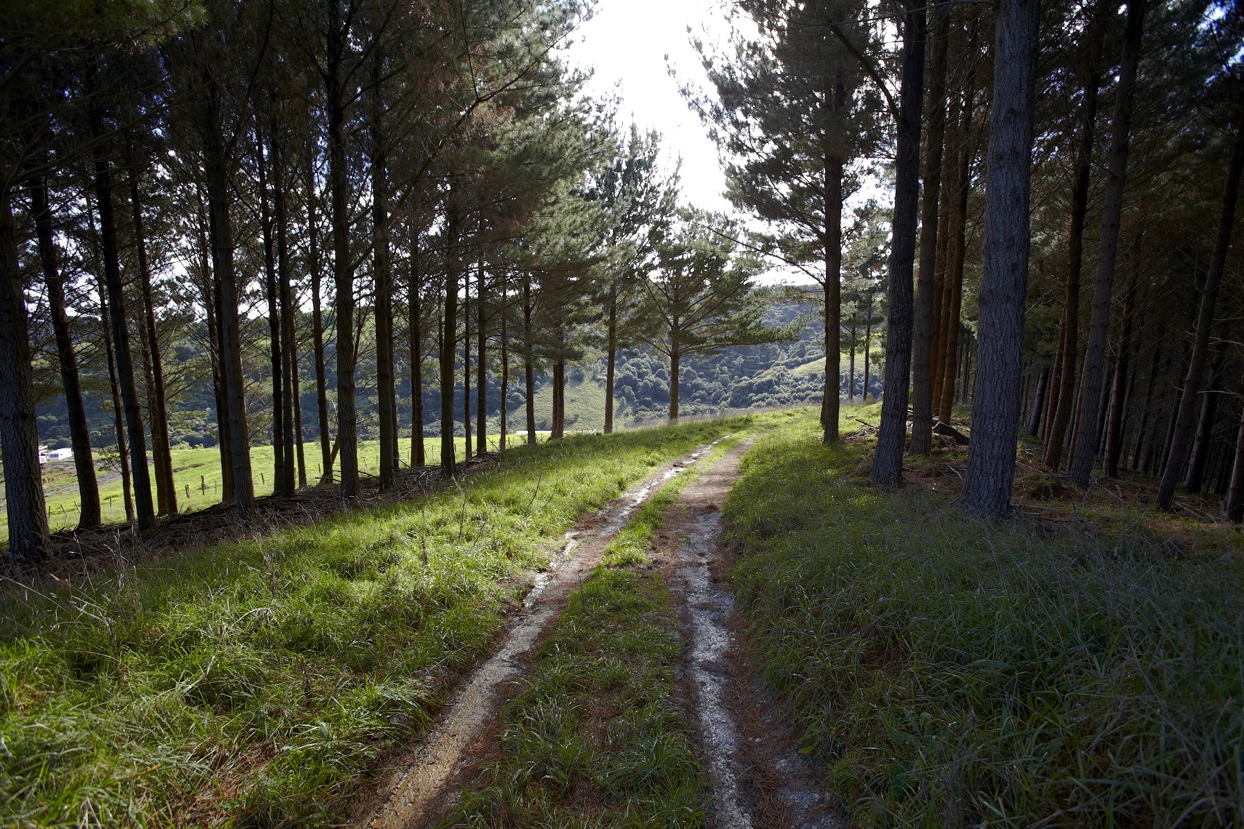 Locations Hub - Tahekeroa Forest