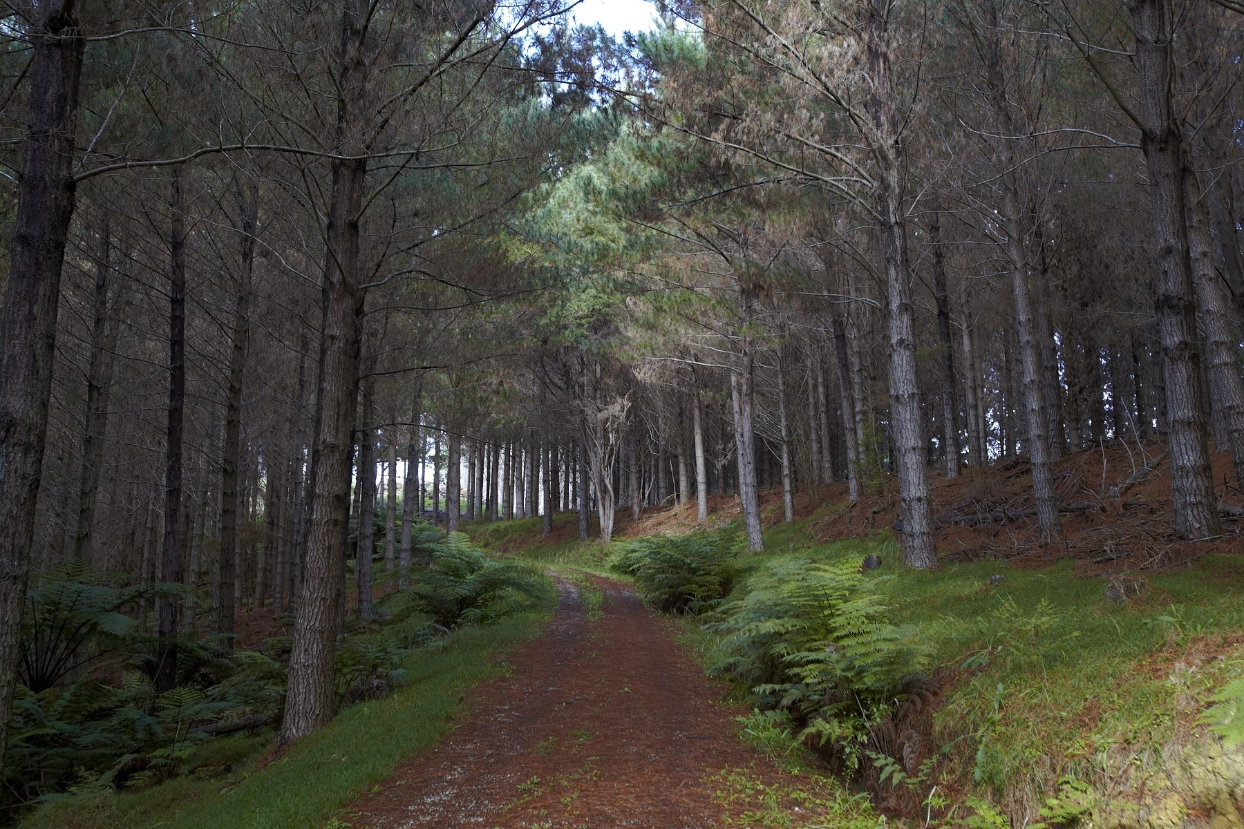 Locations Hub - Tahekeroa Forest