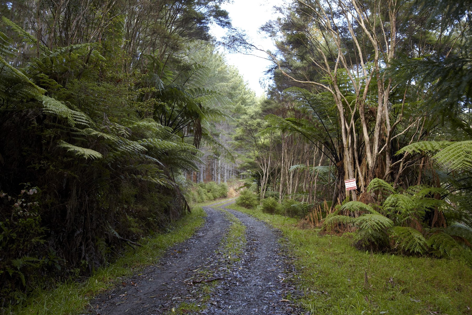Locations Hub - Tahekeroa Forest