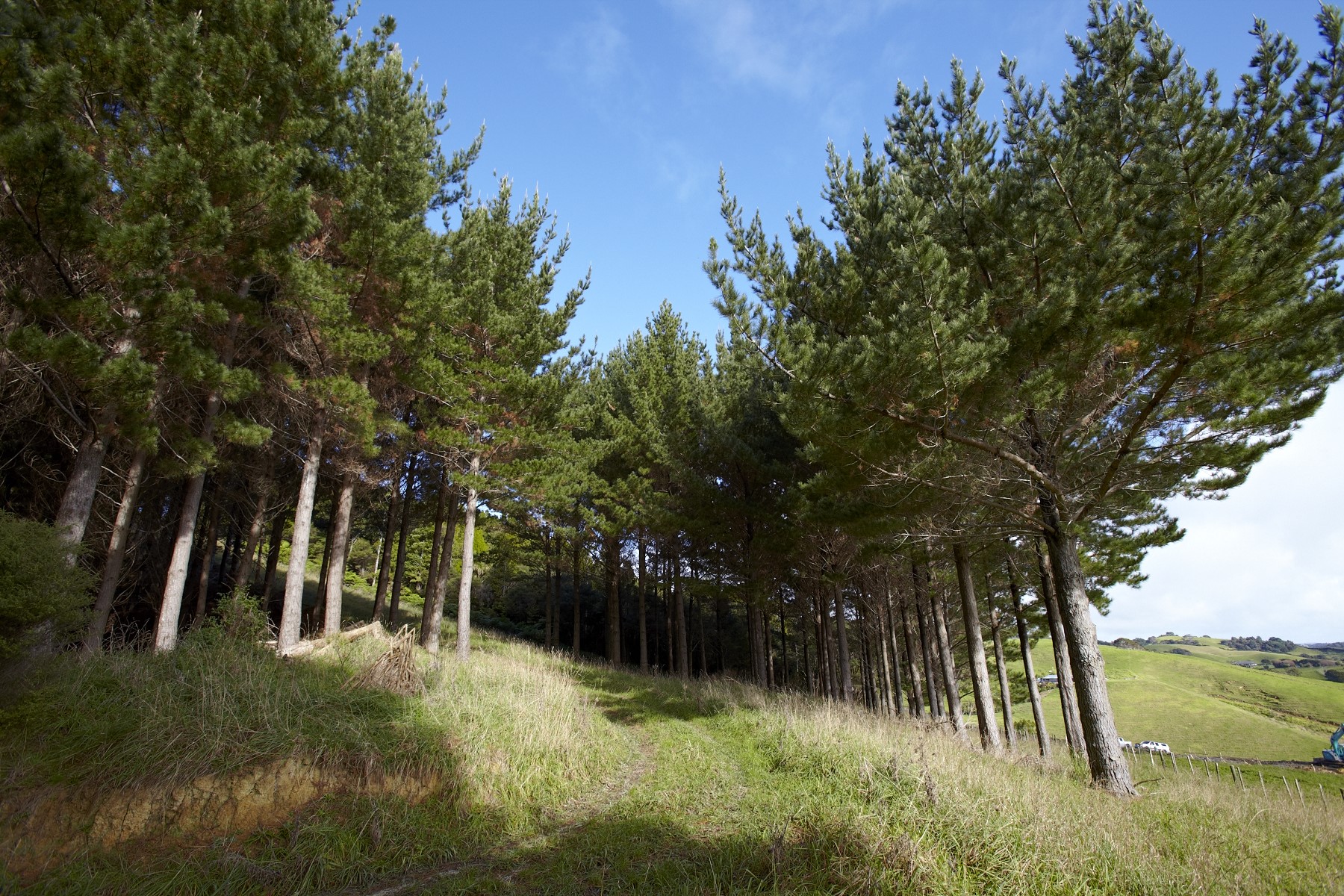 Locations Hub - Tahekeroa Forest