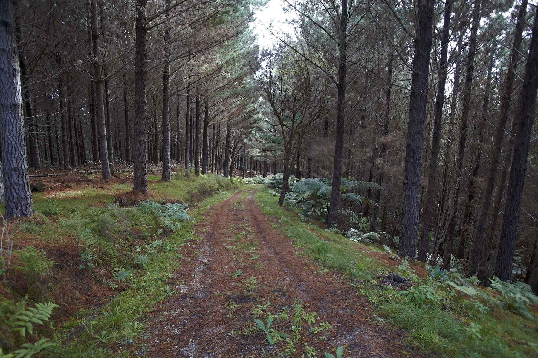 Locations Hub - Tahekeroa Forest