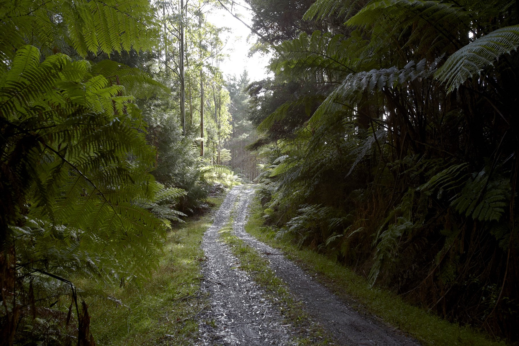 Locations Hub - Tahekeroa Forest