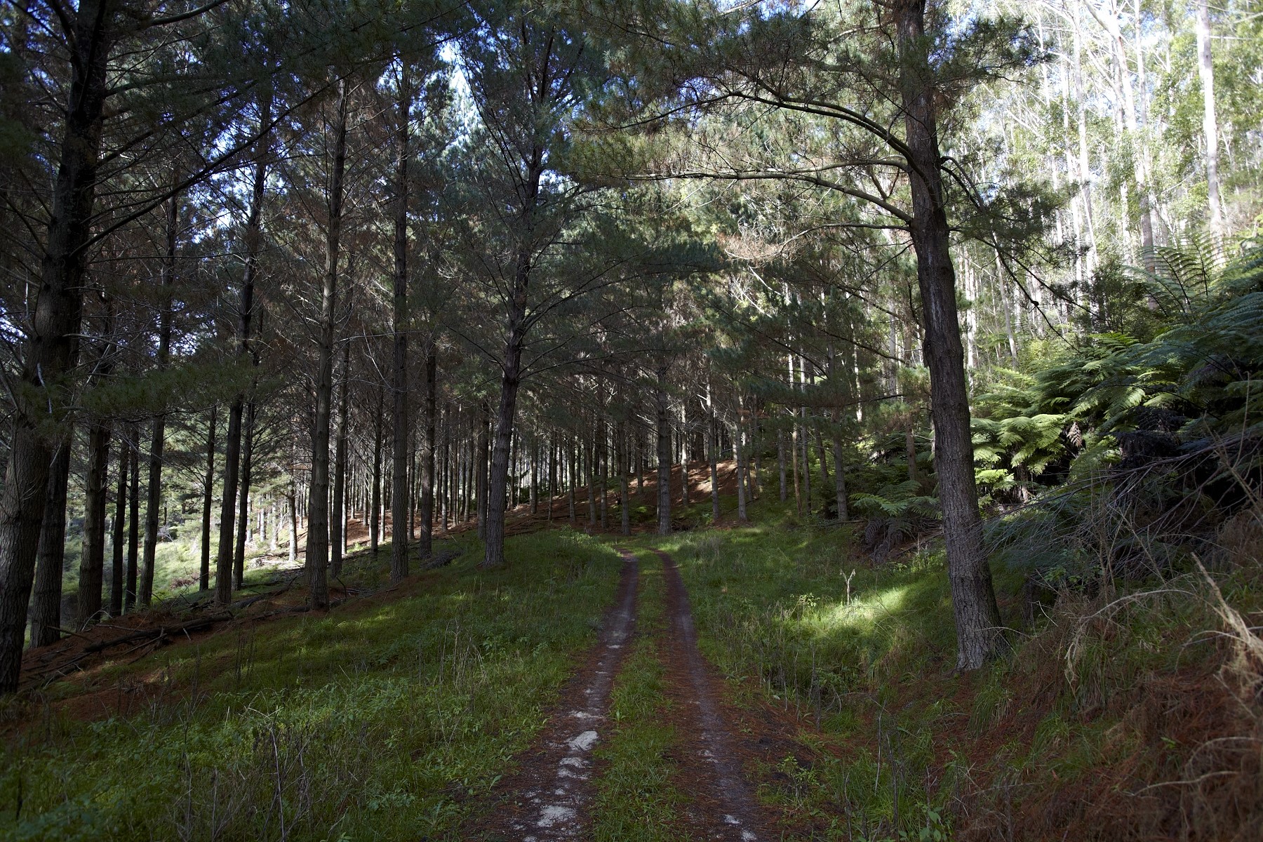 Locations Hub - Tahekeroa Forest