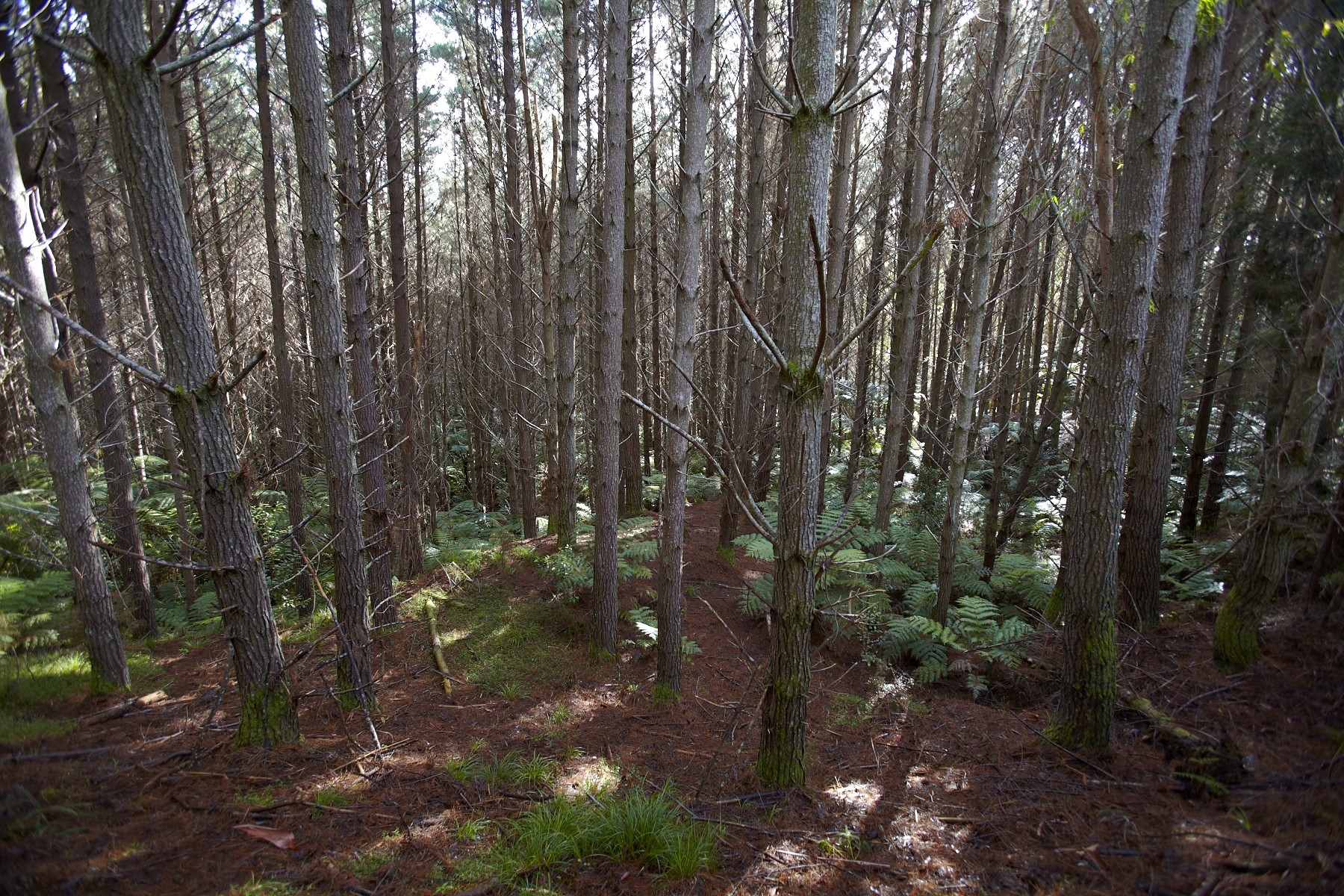 Locations Hub - Tahekeroa Forest