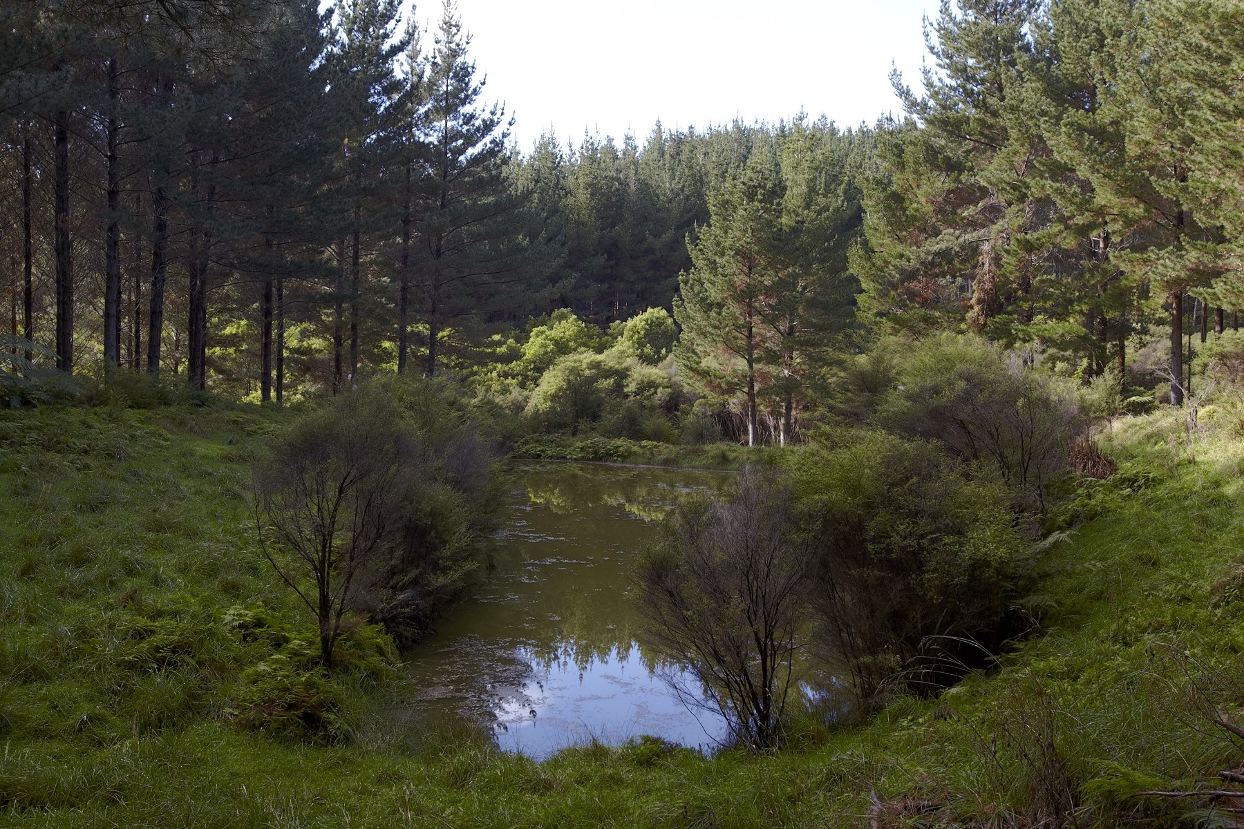 Locations Hub - Tahekeroa Forest